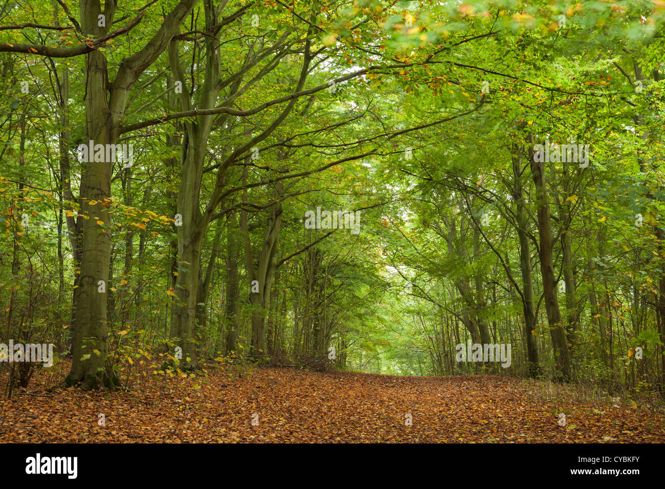 Friston Forest near Eastbourne in East Sussex Stock Photo - Alamy