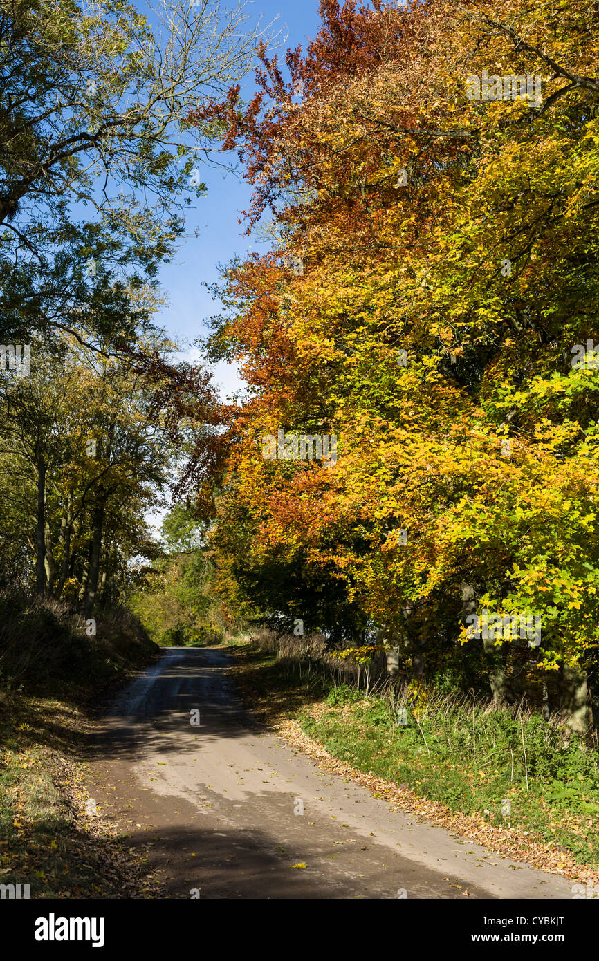 Roadside beech trees hi-res stock photography and images - Alamy