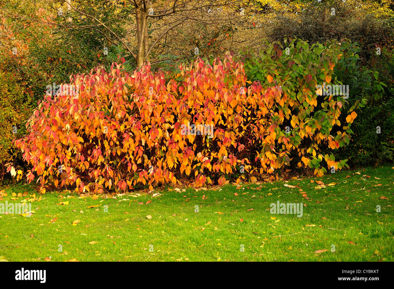 Bush shrubbery hi-res stock photography and images - Alamy
