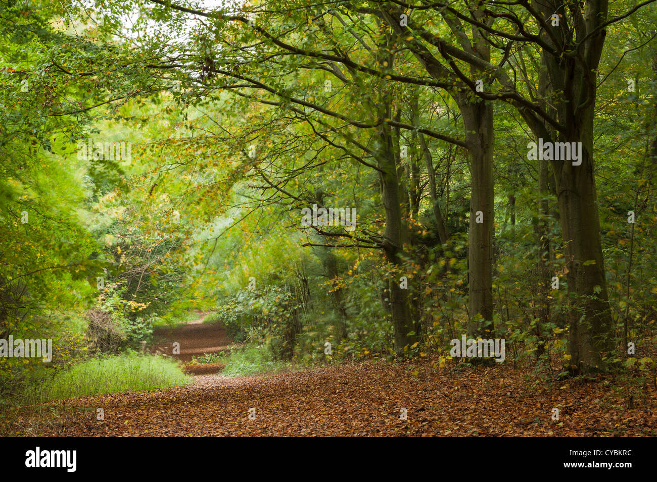 Friston Forest near Eastbourne in East Sussex Stock Photo - Alamy