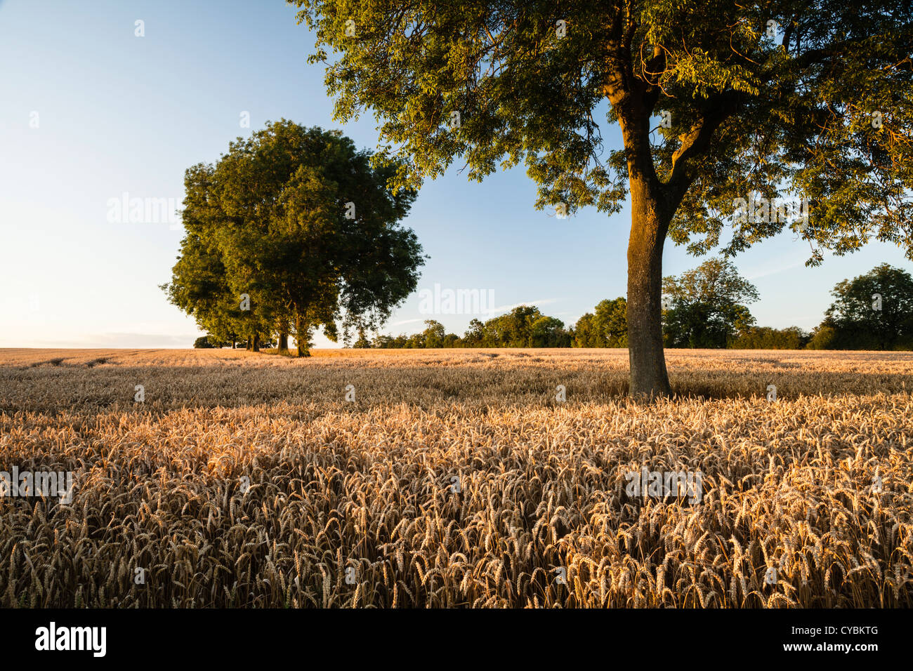 Row of ash trees hi-res stock photography and images - Alamy