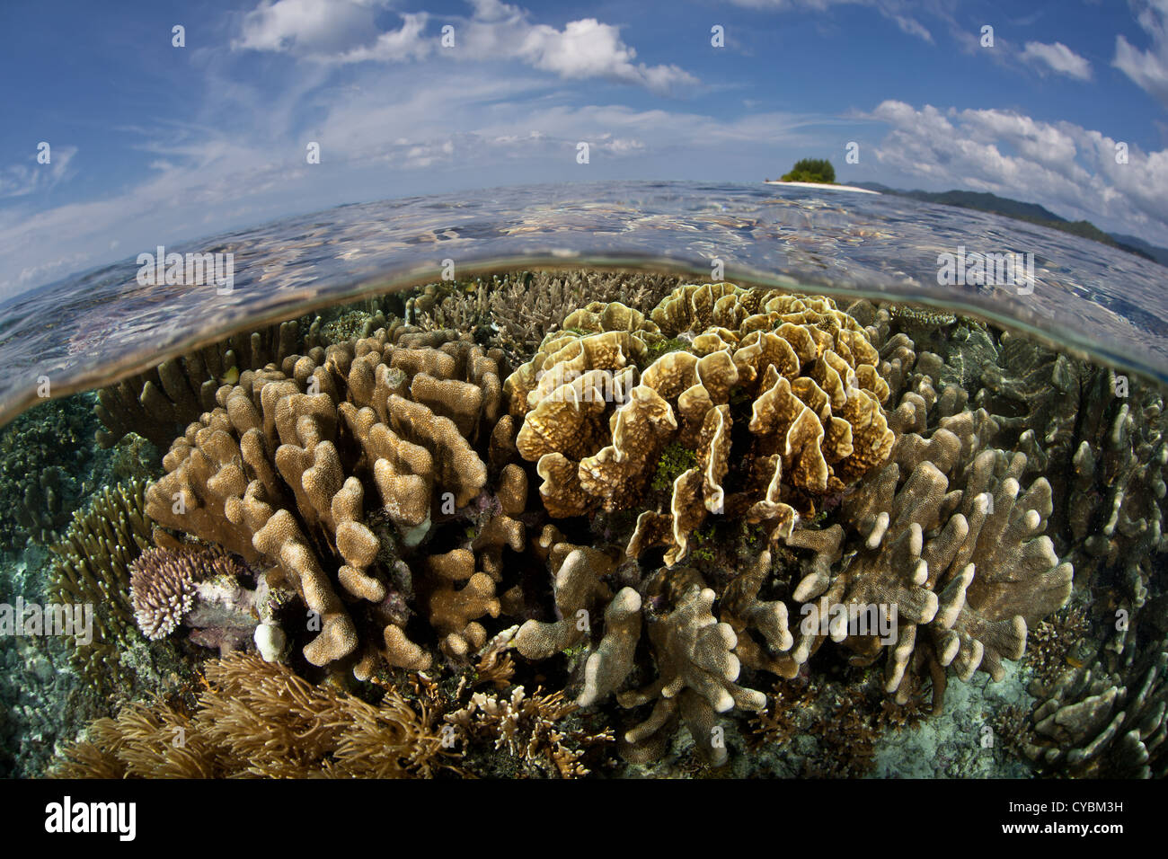 A diverse and healthy coral reef grows in shallow water near a tiny ...