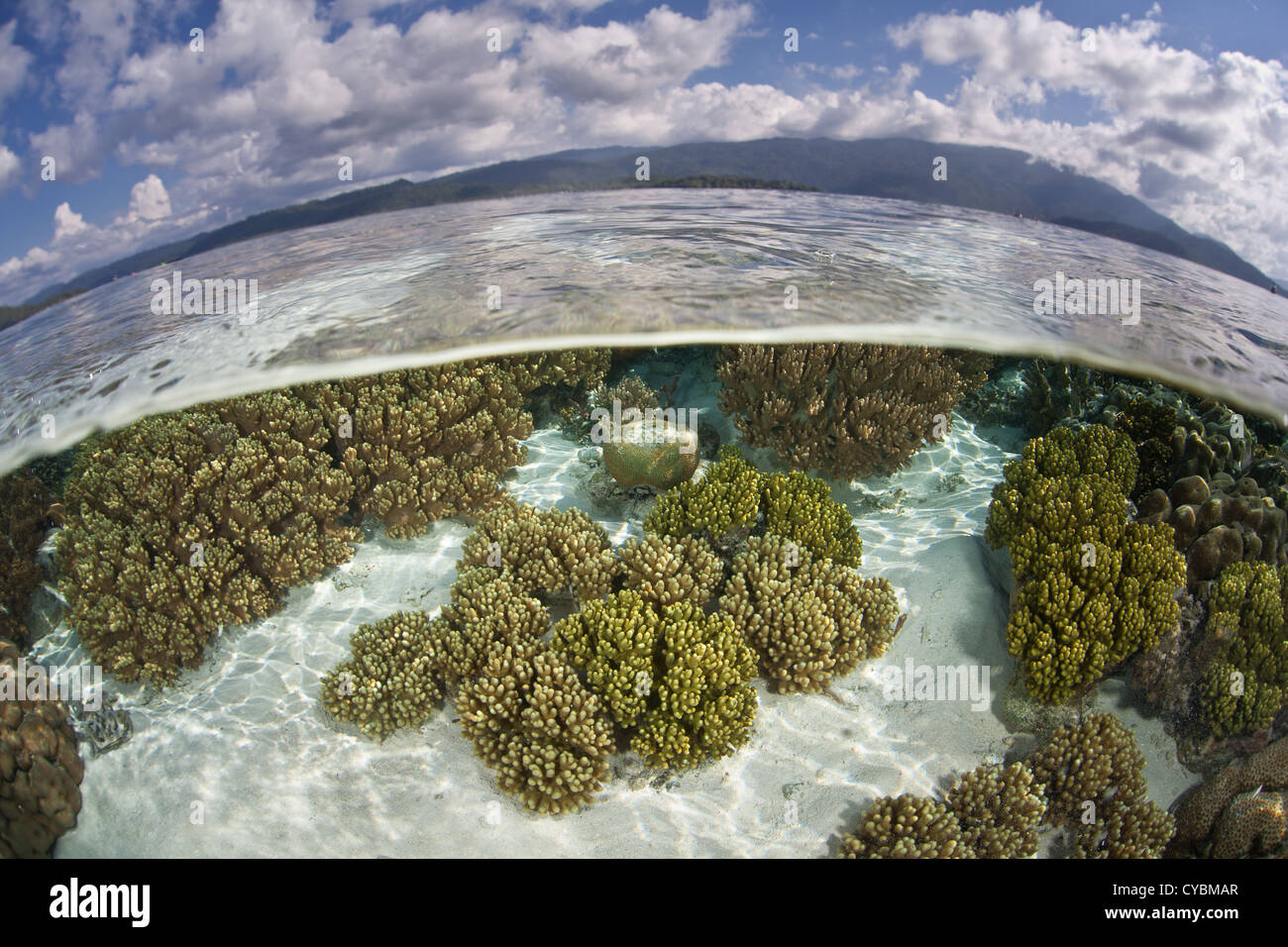 Corals grow on a shallow sand flat in Raja Ampat, Indonesia. This part ...
