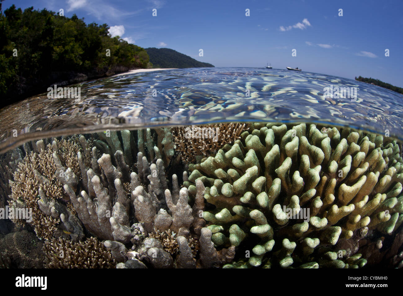 A diverse set of reef-building corals grows in shallow water in the ...