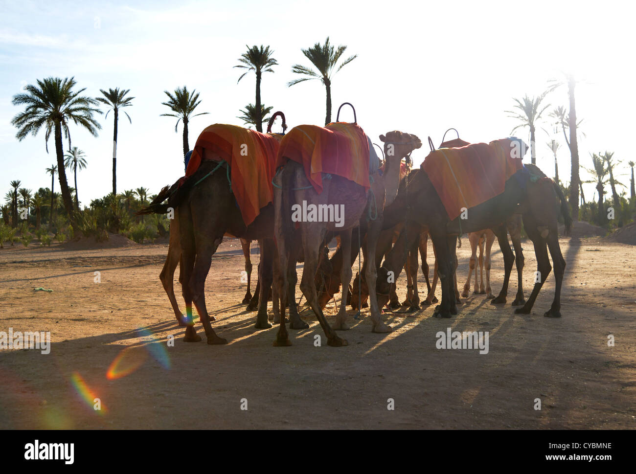 Camels hoof hi-res stock photography and images - Alamy