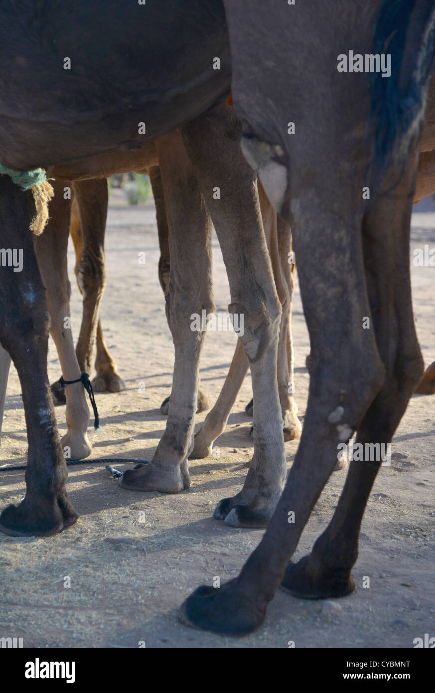 Camels hoof hi-res stock photography and images - Alamy