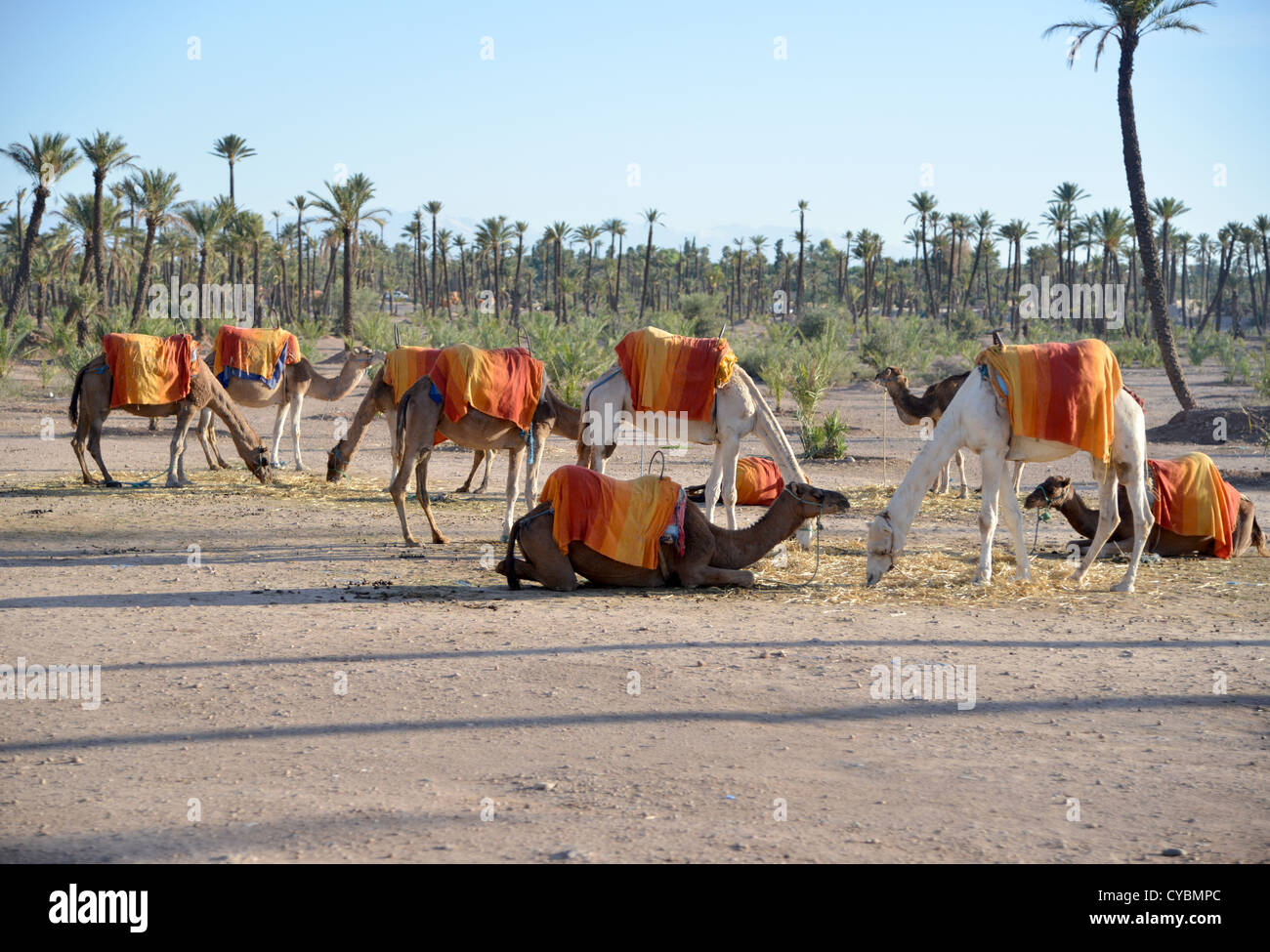 Camels hoof hi-res stock photography and images - Alamy