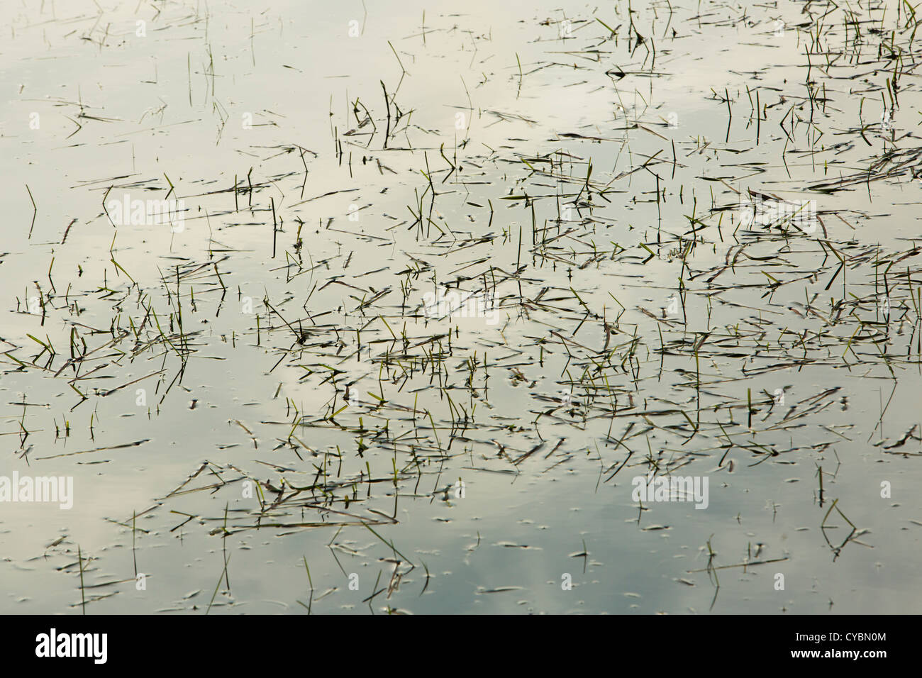 Abstract patterns reeds reflections hi-res stock photography and images ...