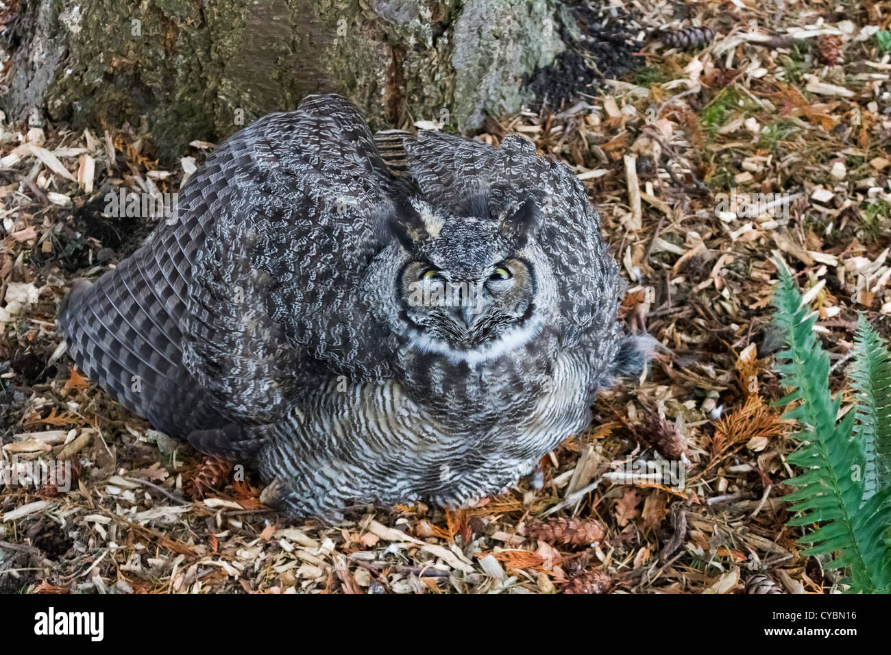 Great Horned Owl, BC Canada Stock Photo - Alamy