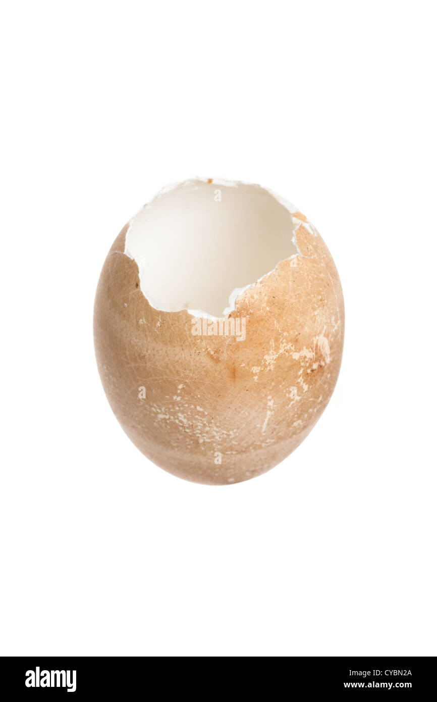 Broken brown egg shell with white background Stock Photo - Alamy