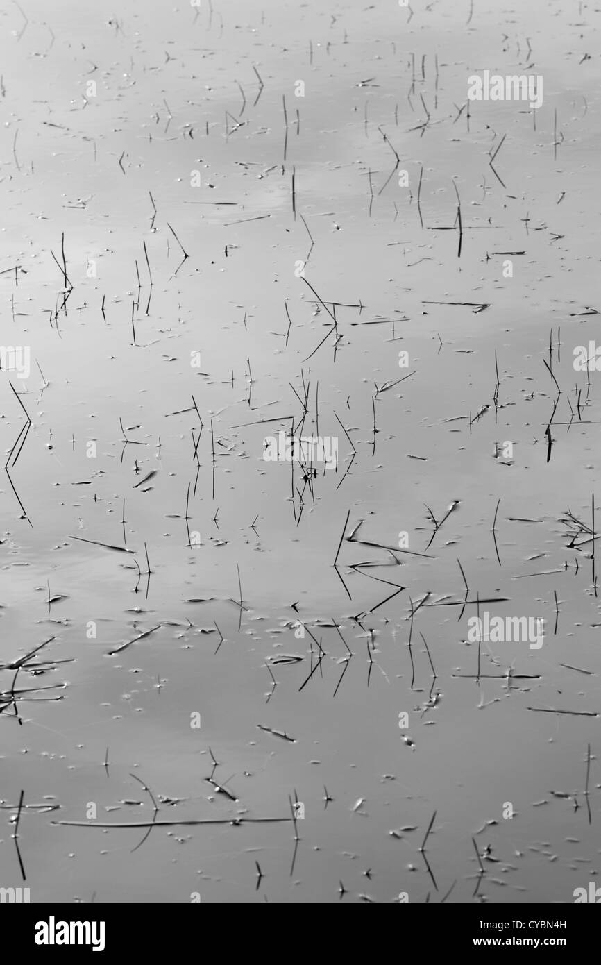 Abstract patterns reeds reflections hi-res stock photography and images ...