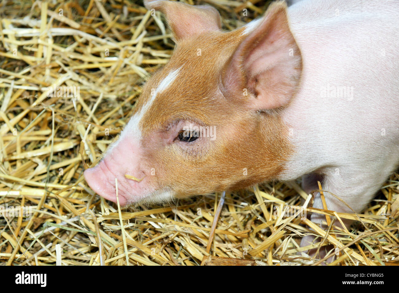 Portrait of a very cute baby pig or piglet walking in hay at a farm ...