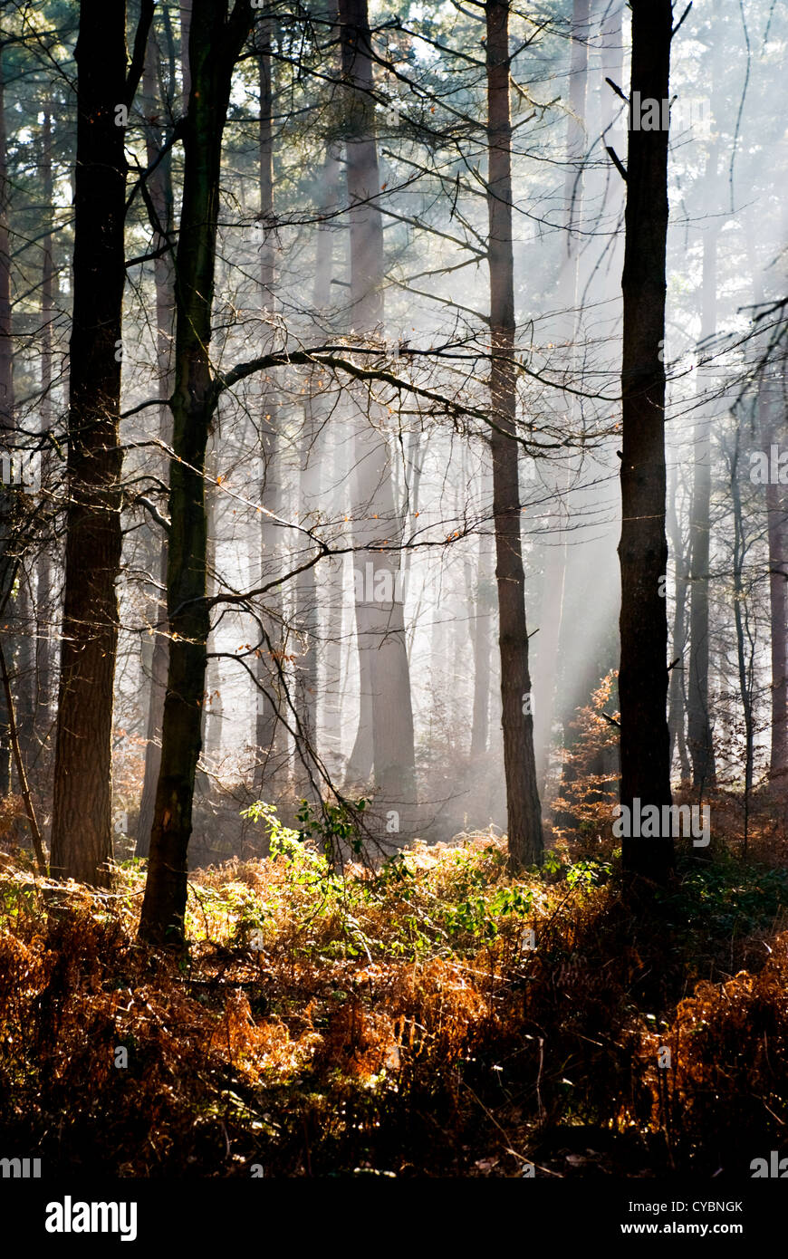 Royal Forest of Dean Stock Photo - Alamy