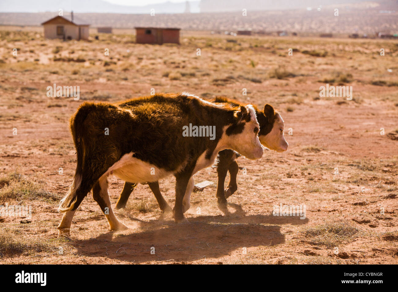 Native indians walking hi-res stock photography and images - Alamy