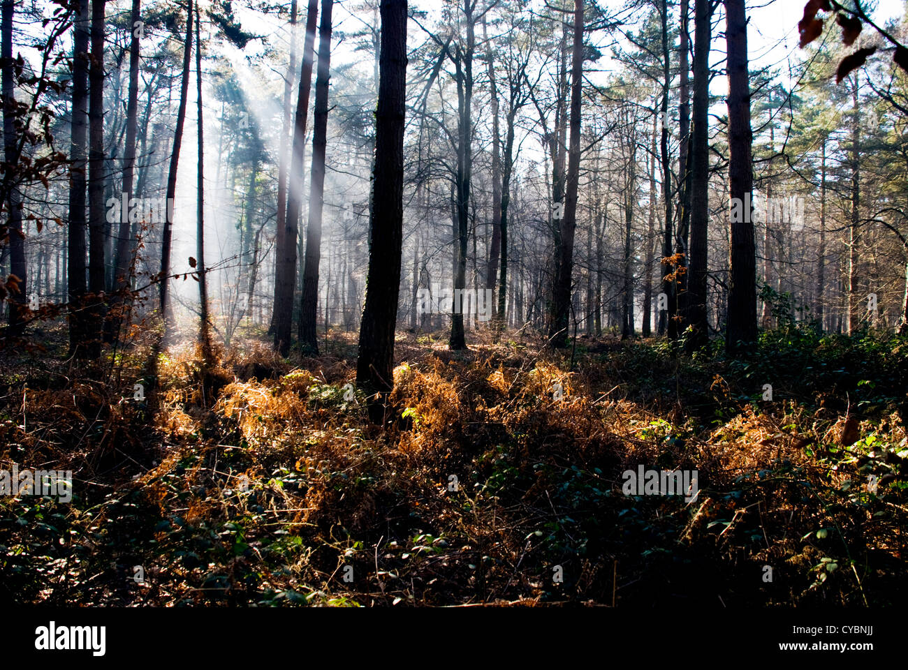 Royal Forest of Dean Stock Photo - Alamy