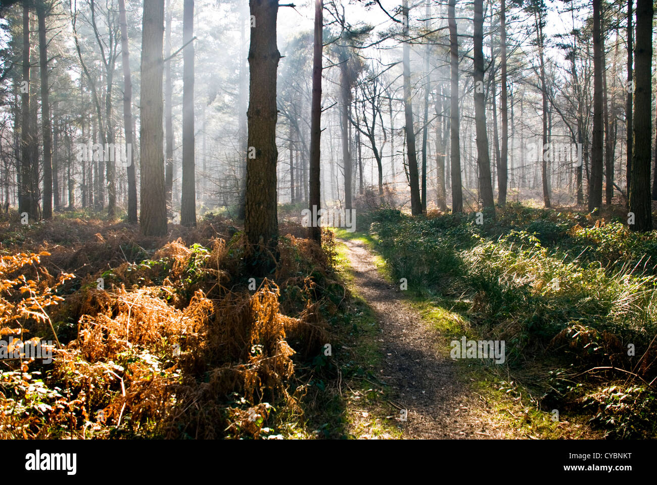 Royal Forest of Dean a path through the woods Stock Photo - Alamy
