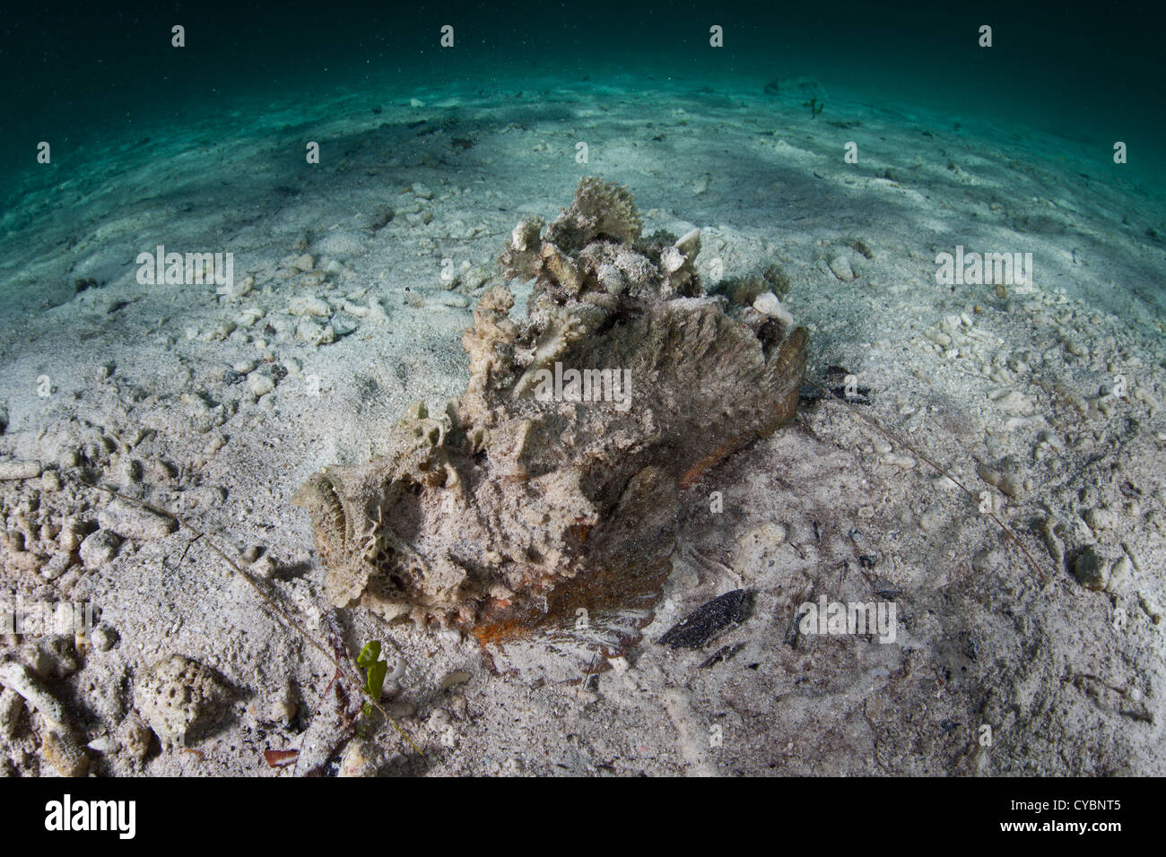 A Horrid stonefish, Synanceia horrida, uses its bizarre shape and mucky ...