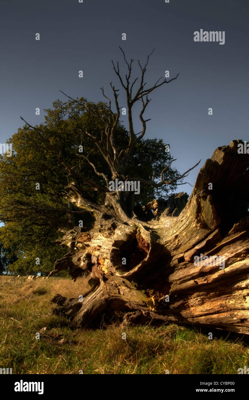 fallen tree trunk in field Stock Photo - Alamy
