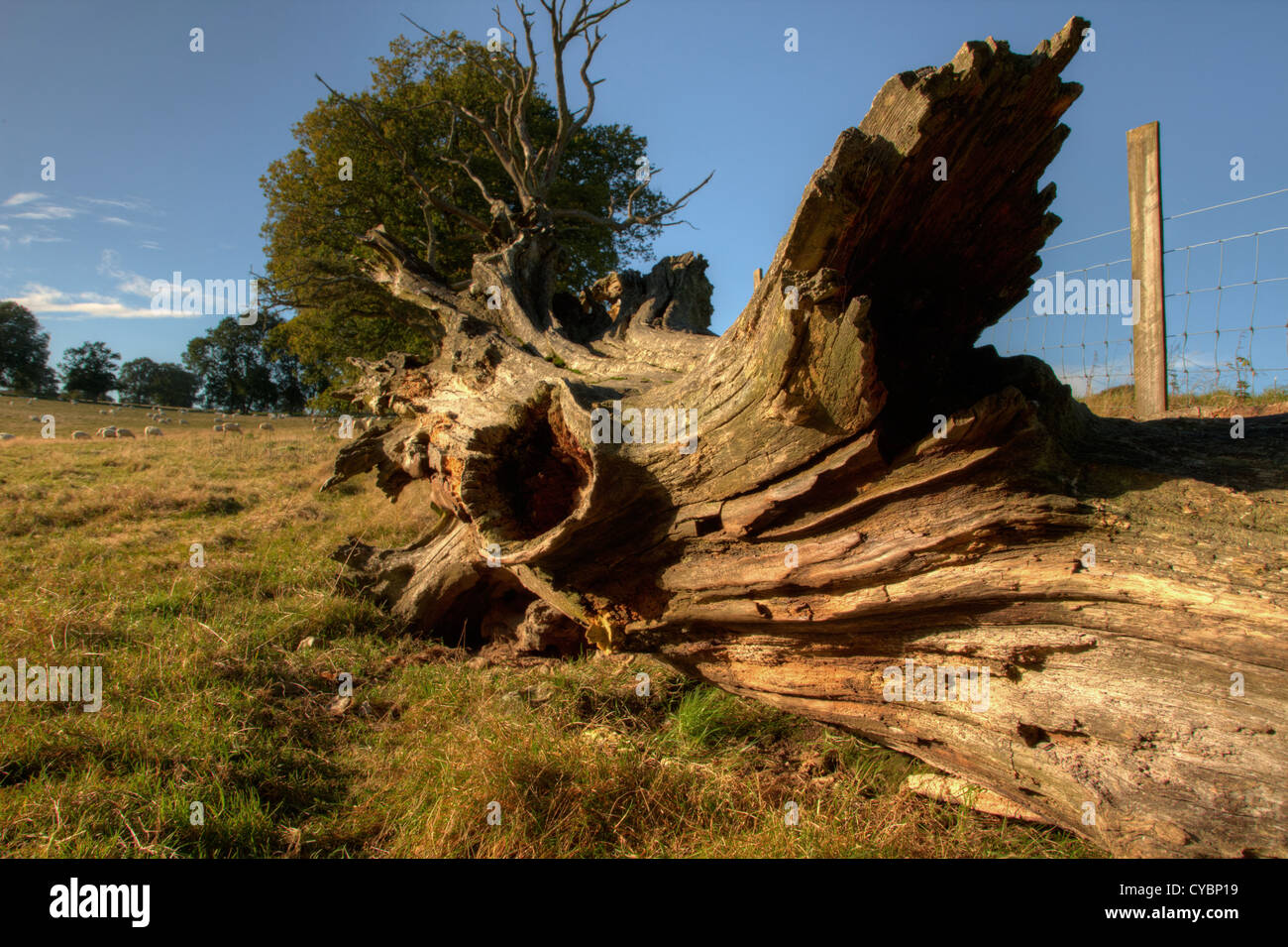rotting tree trunk laying in field Stock Photo - Alamy
