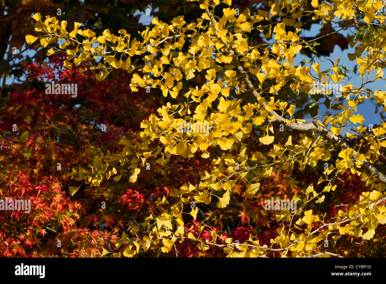 Autumn tree colors hi-res stock photography and images - Alamy