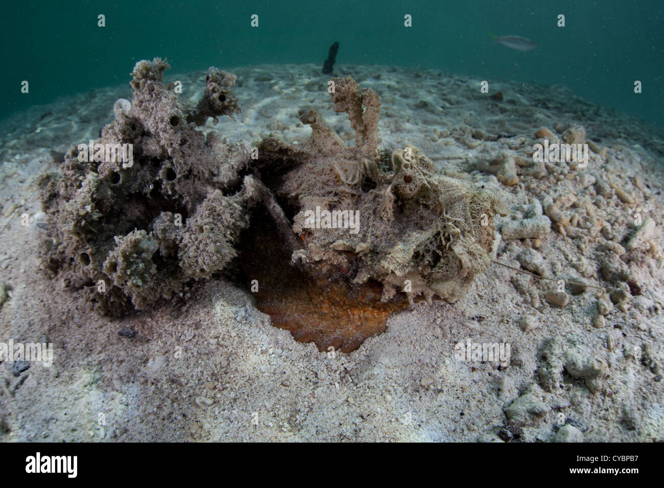 A Horrid stonefish, Synanceia horrida, uses its bizarre shape and mucky ...