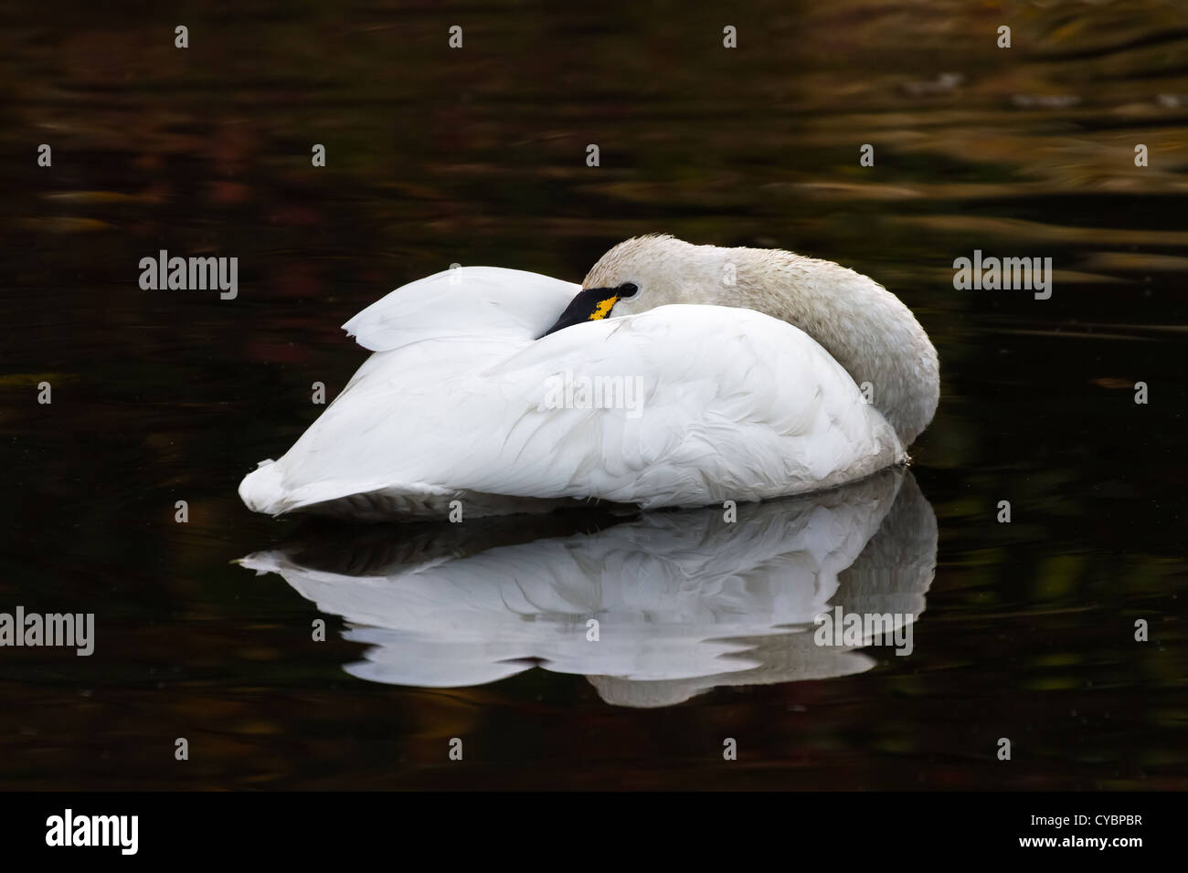 White Tundra Swan, migratory bird close up Stock Photo - Alamy
