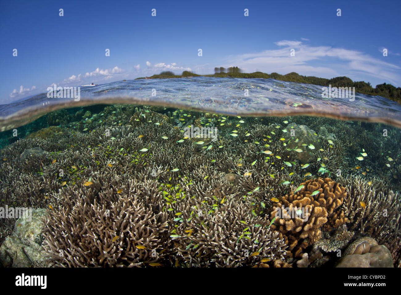 Small, colorful reef fish swim above a shallow coral reef in Raja Ampat ...