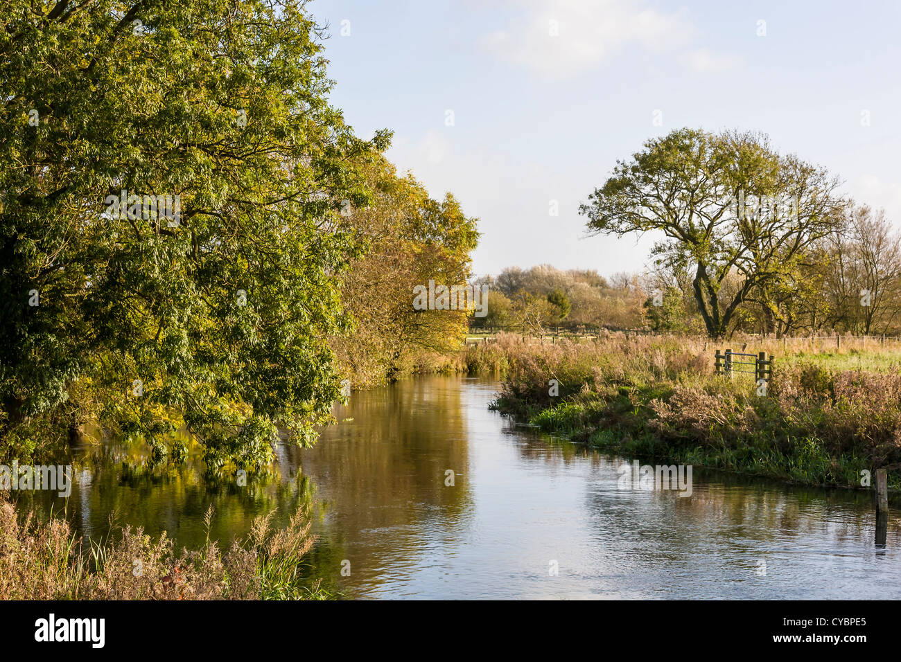Ash trees overhanging Driffield Beck, East Yorkshire, England, UK Stock ...