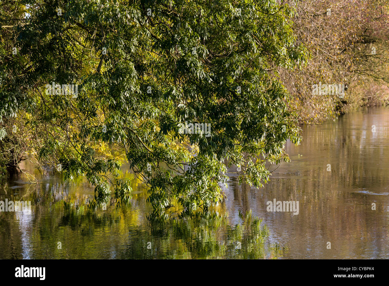 Ash trees overhanging Driffield Beck, East Yorkshire, England, UK Stock ...