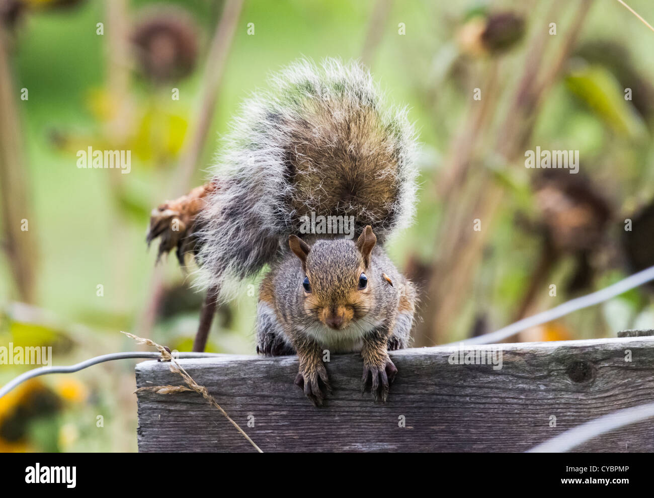 Fox squirrel hi-res stock photography and images - Alamy