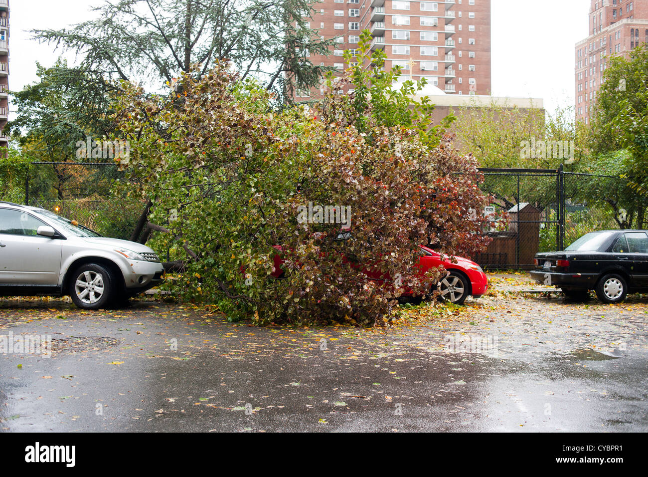 A tree uprooted onto a car in the New York neighborhood of Chelsea from ...