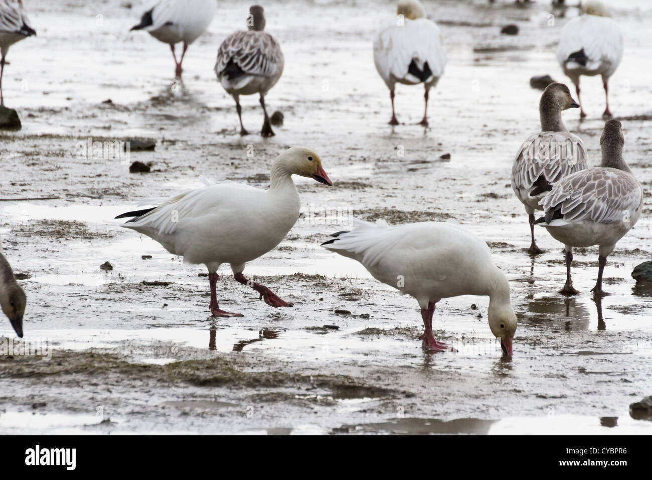 Snow Goose, migratory bird close up Stock Photo - Alamy