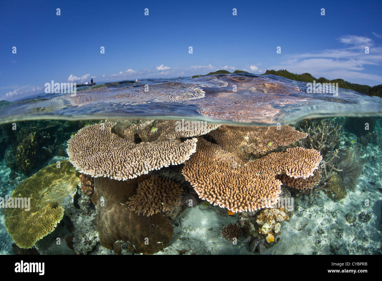 Table corals, Acropora species, grow in just centimeters of water where ...
