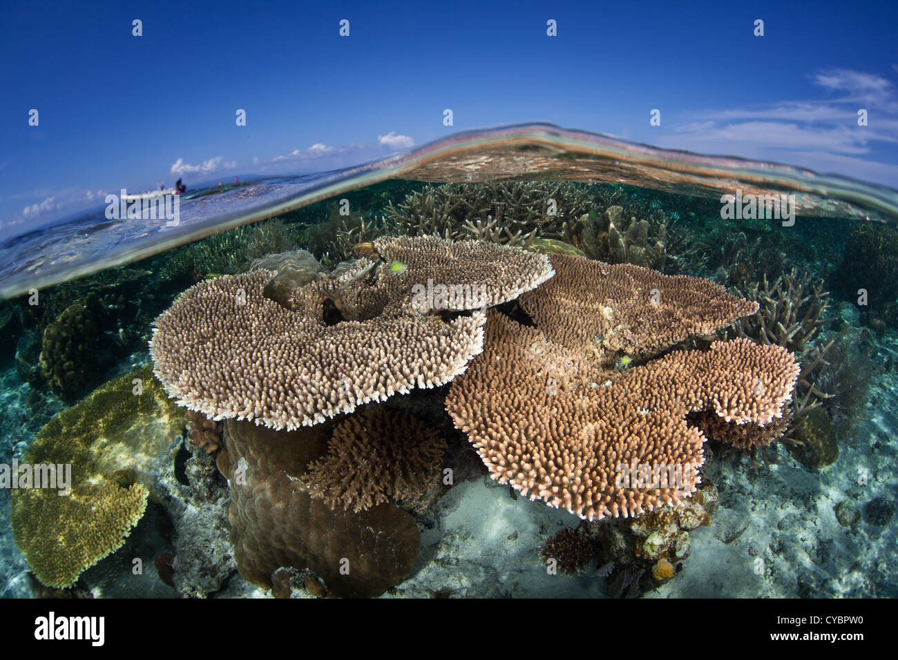 Table corals, Acropora species, grow in just centimeters of water where ...