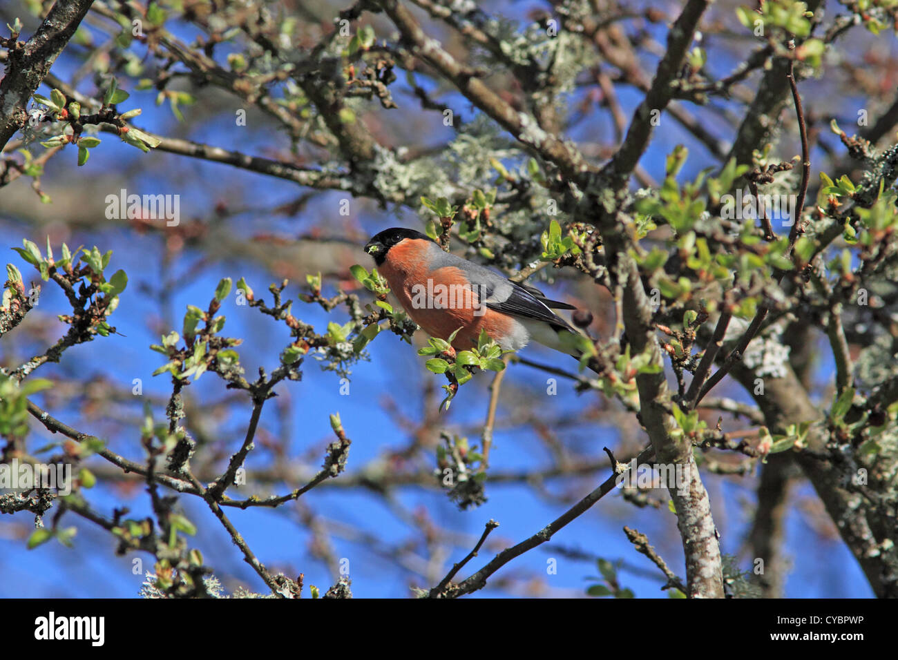 Bull finch hi-res stock photography and images - Alamy