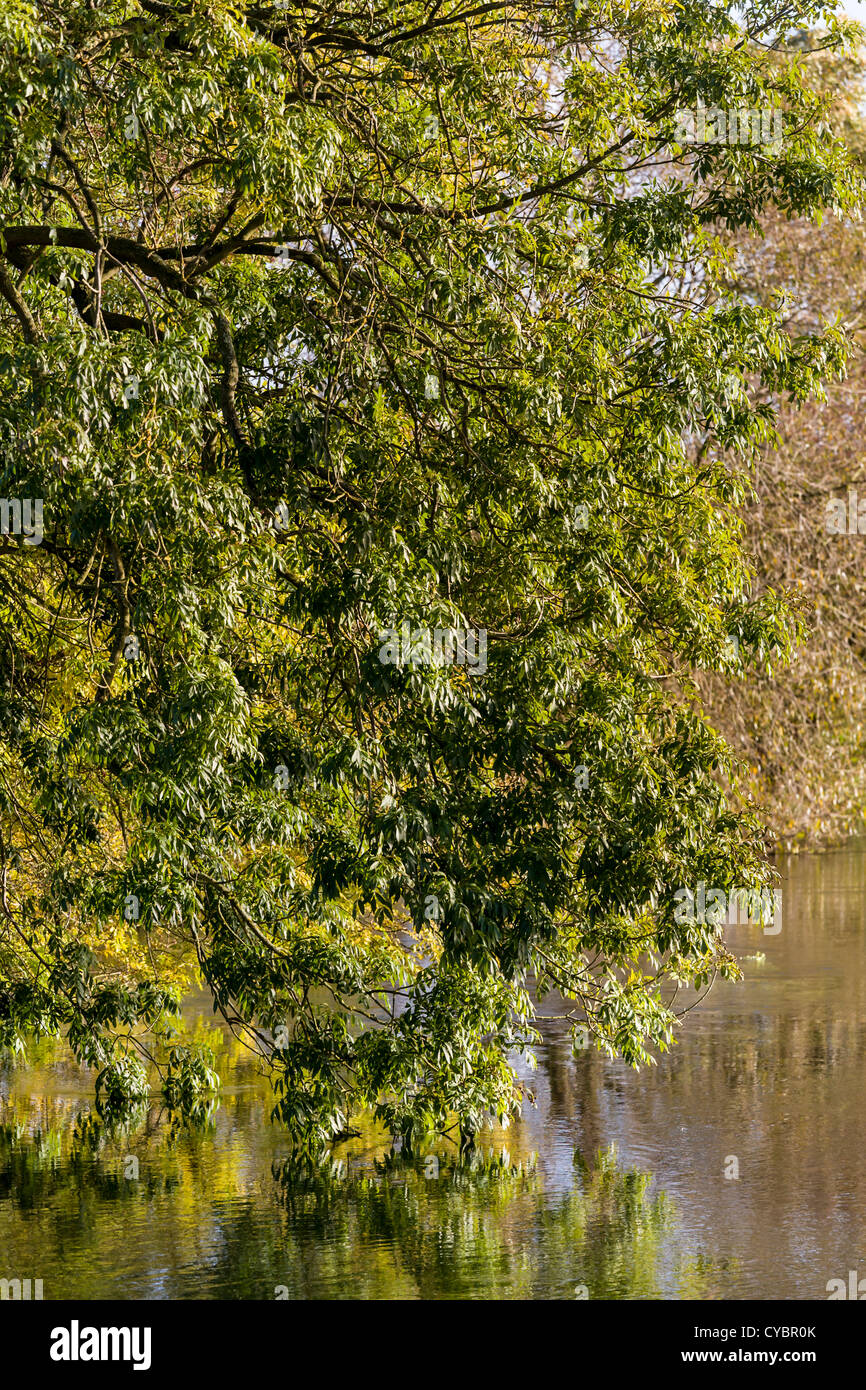 Ash trees overhanging Driffield Beck, East Yorkshire, England, UK Stock ...