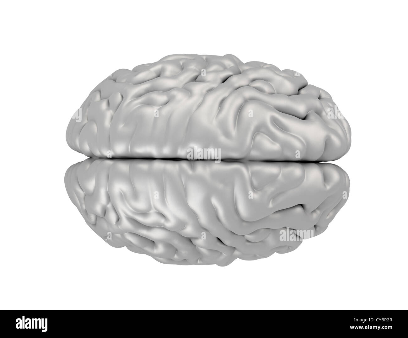 Human brain top view isolated on white background Stock Photo - Alamy