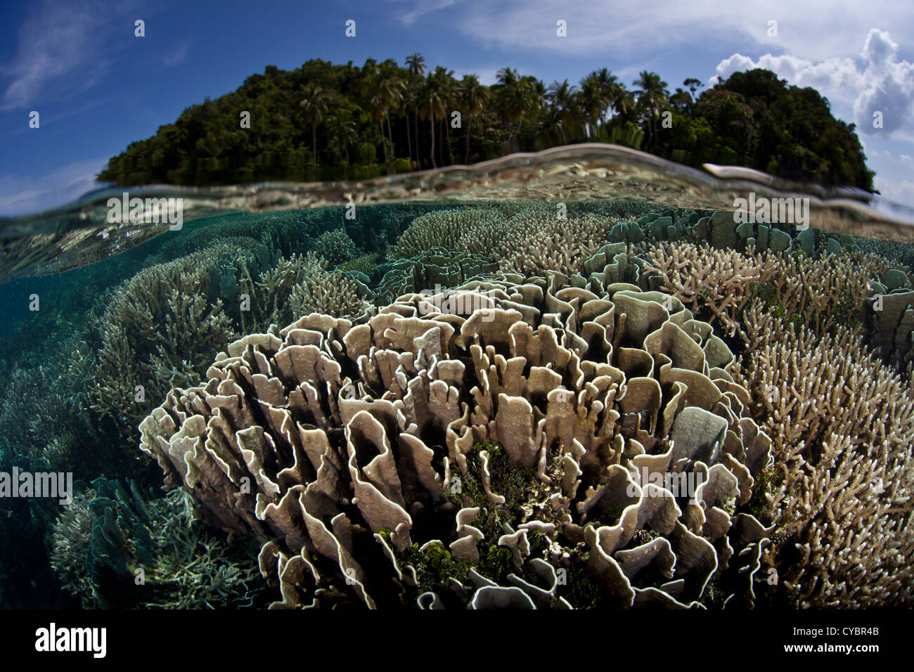 A plethora of corals grow in shallow water near a beautiful island in ...