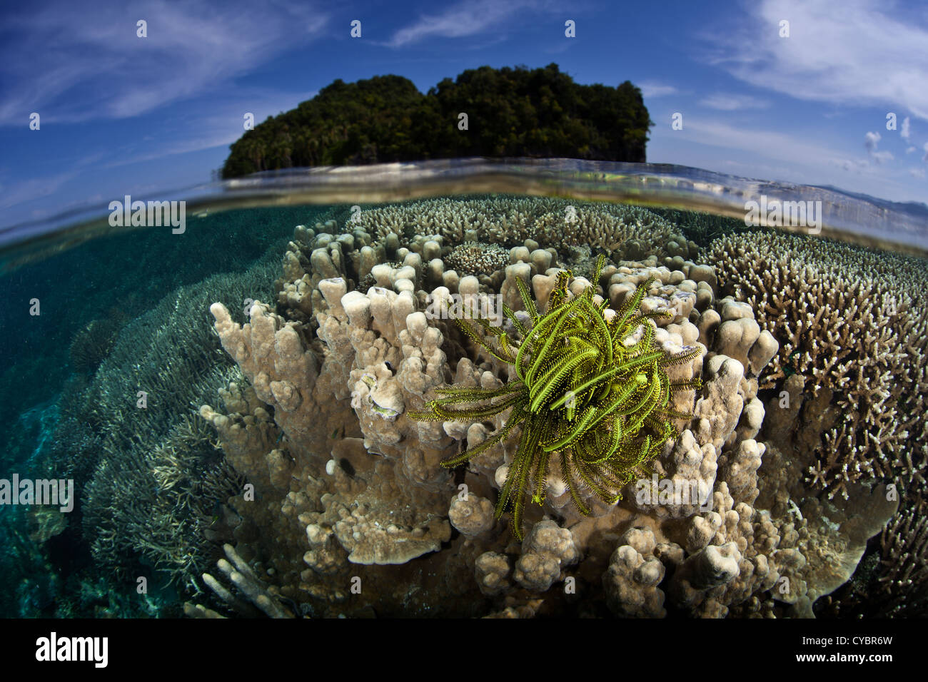 Yellow crinoid hi-res stock photography and images - Alamy