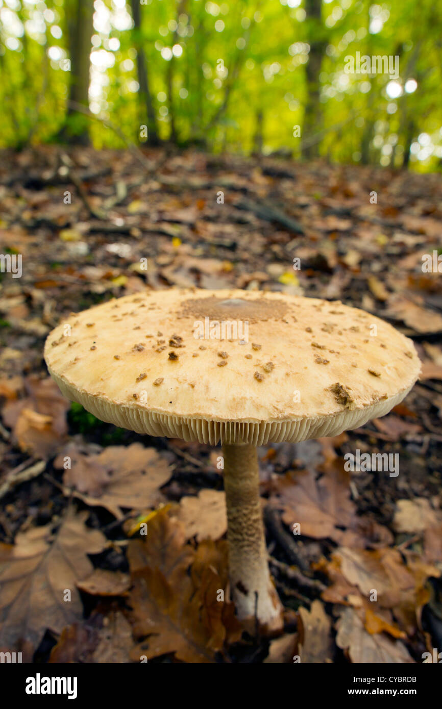 Blean woods hi-res stock photography and images - Alamy