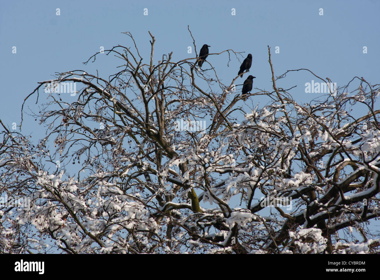 Crows And Tree High Resolution Stock Photography and Images - Alamy