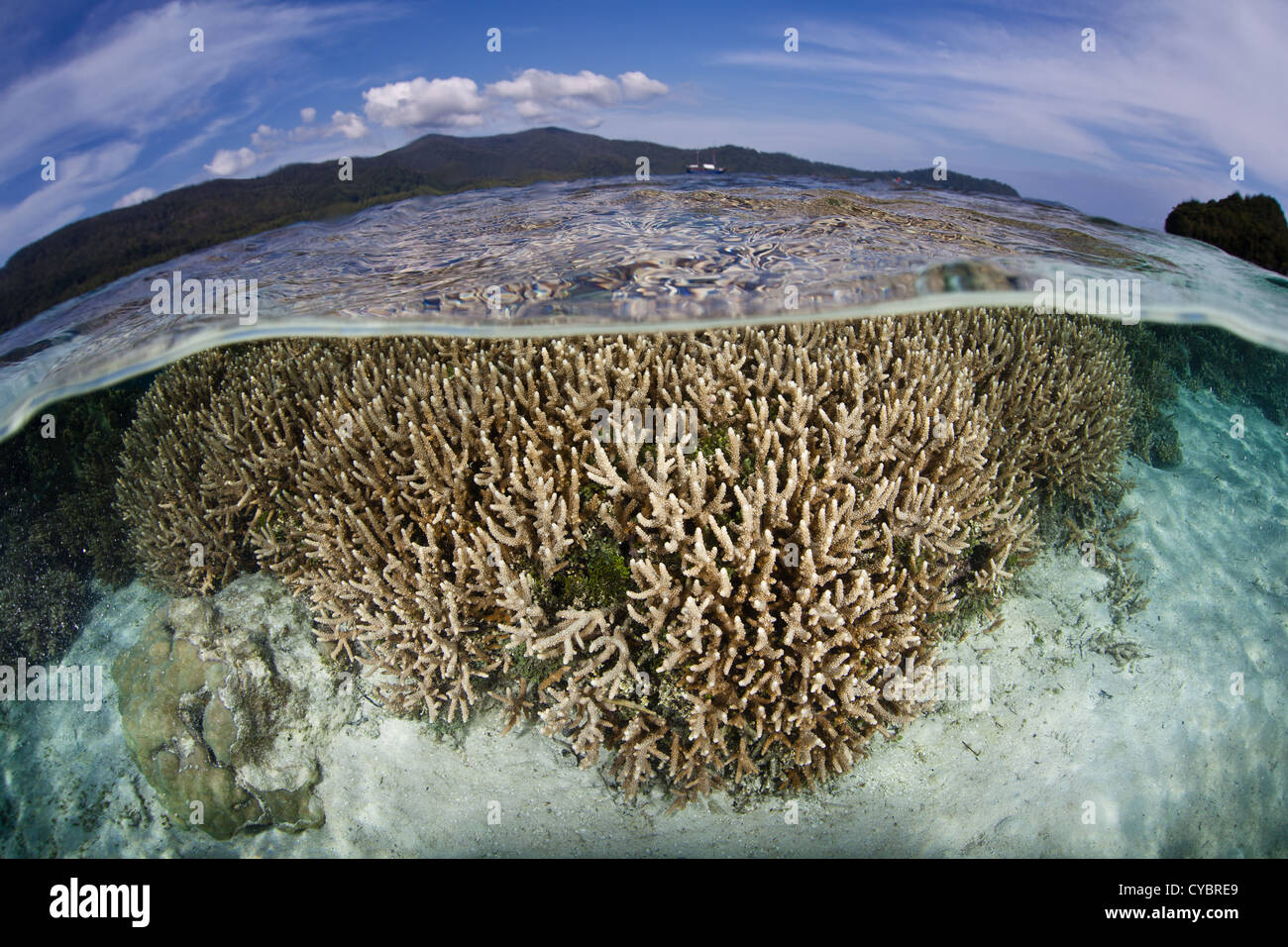 Staghorn corals (Acropora sp.) grow in shallow water in Raja Ampat ...