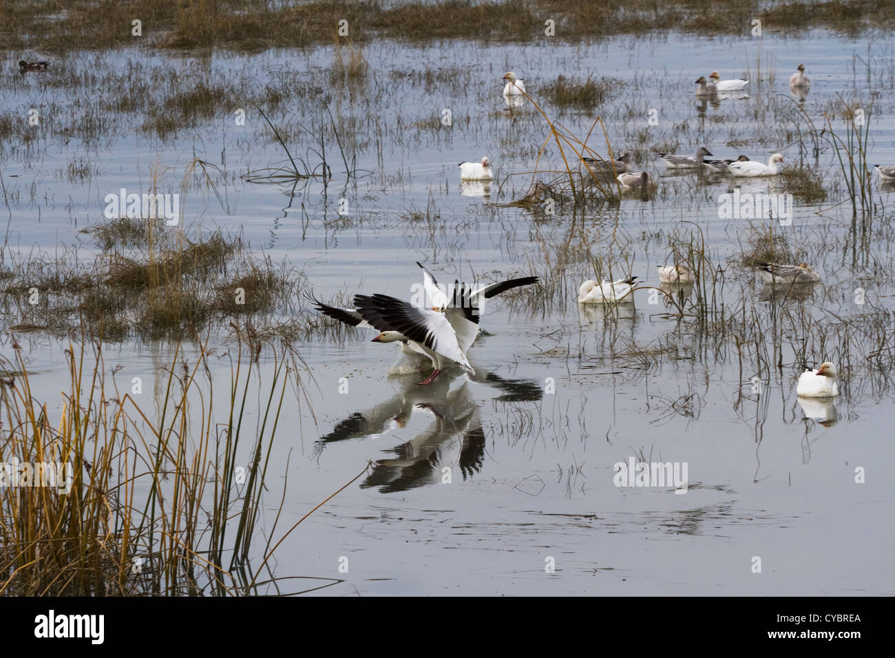 Flying white goose hi-res stock photography and images - Alamy