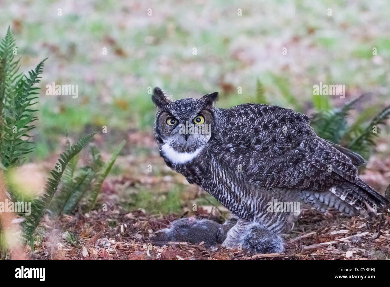 Great Horned Owl, BC Canada Stock Photo - Alamy