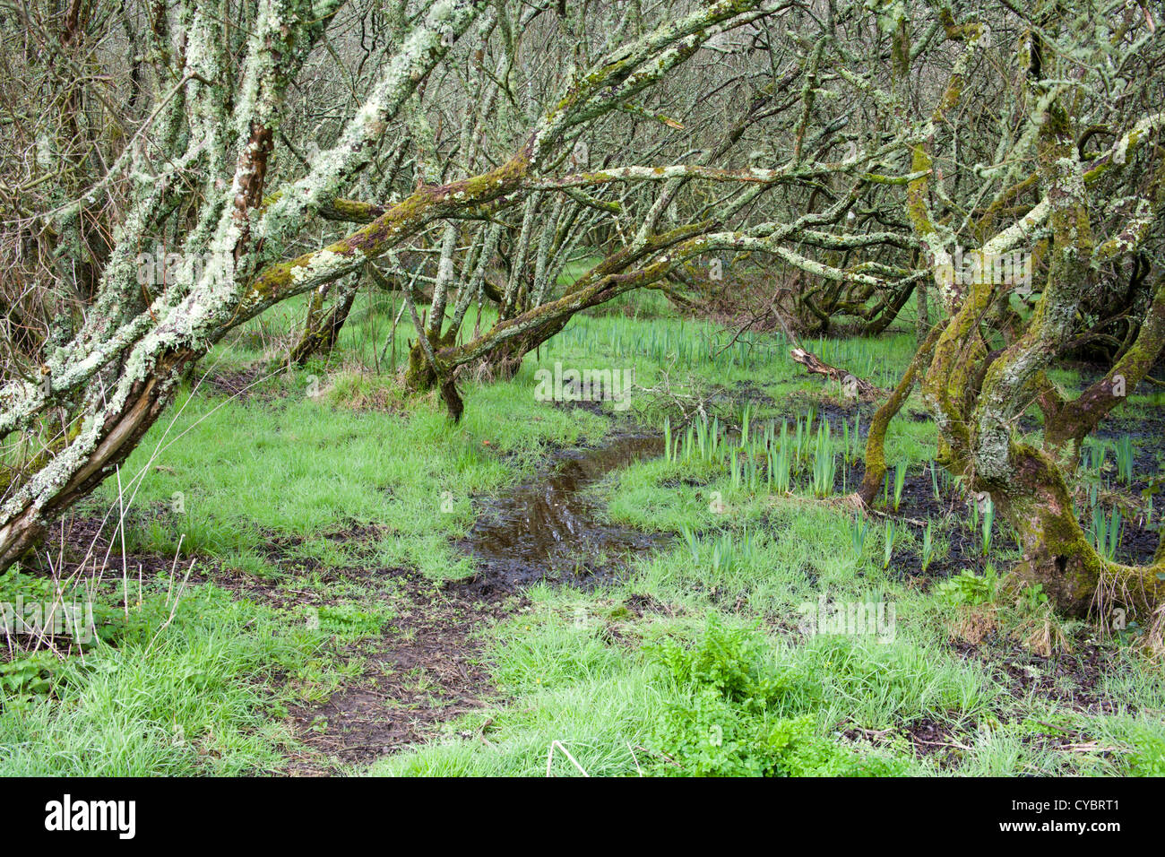 Penrose woods hi-res stock photography and images - Alamy