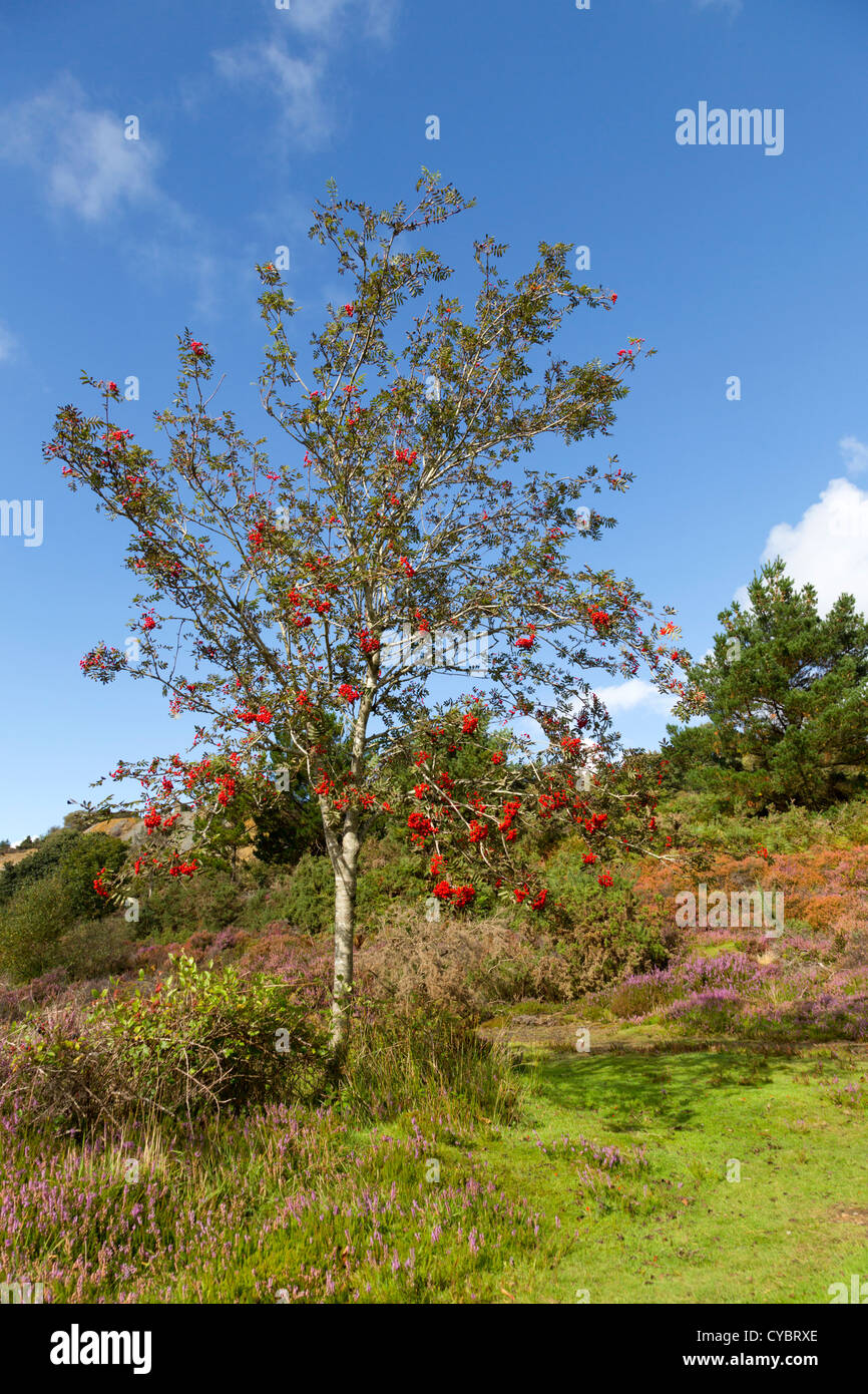 Rowan Tree High Resolution Stock Photography and Images - Alamy