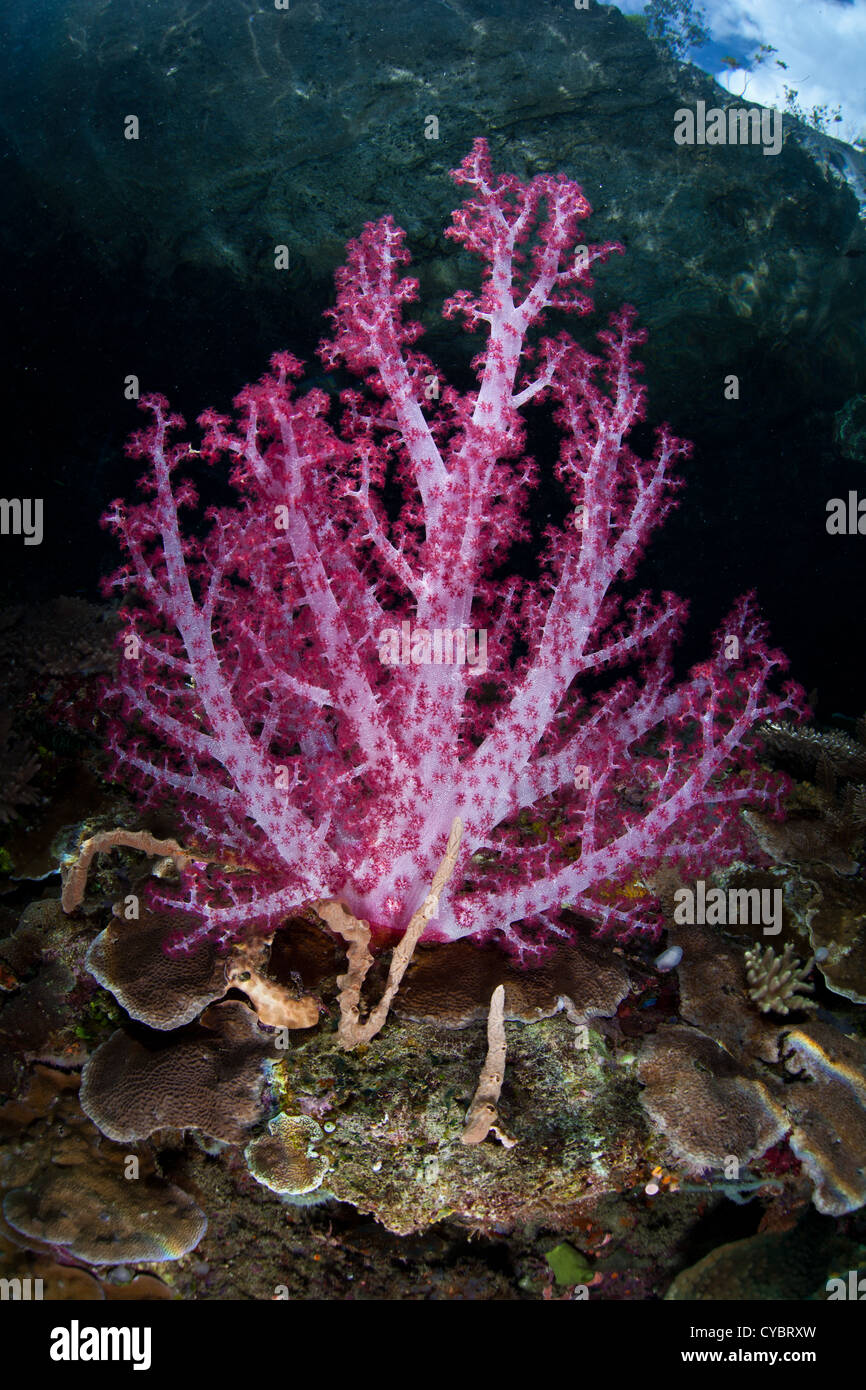 Large Dendronephthya soft coral colonies inflate themselves so that ...