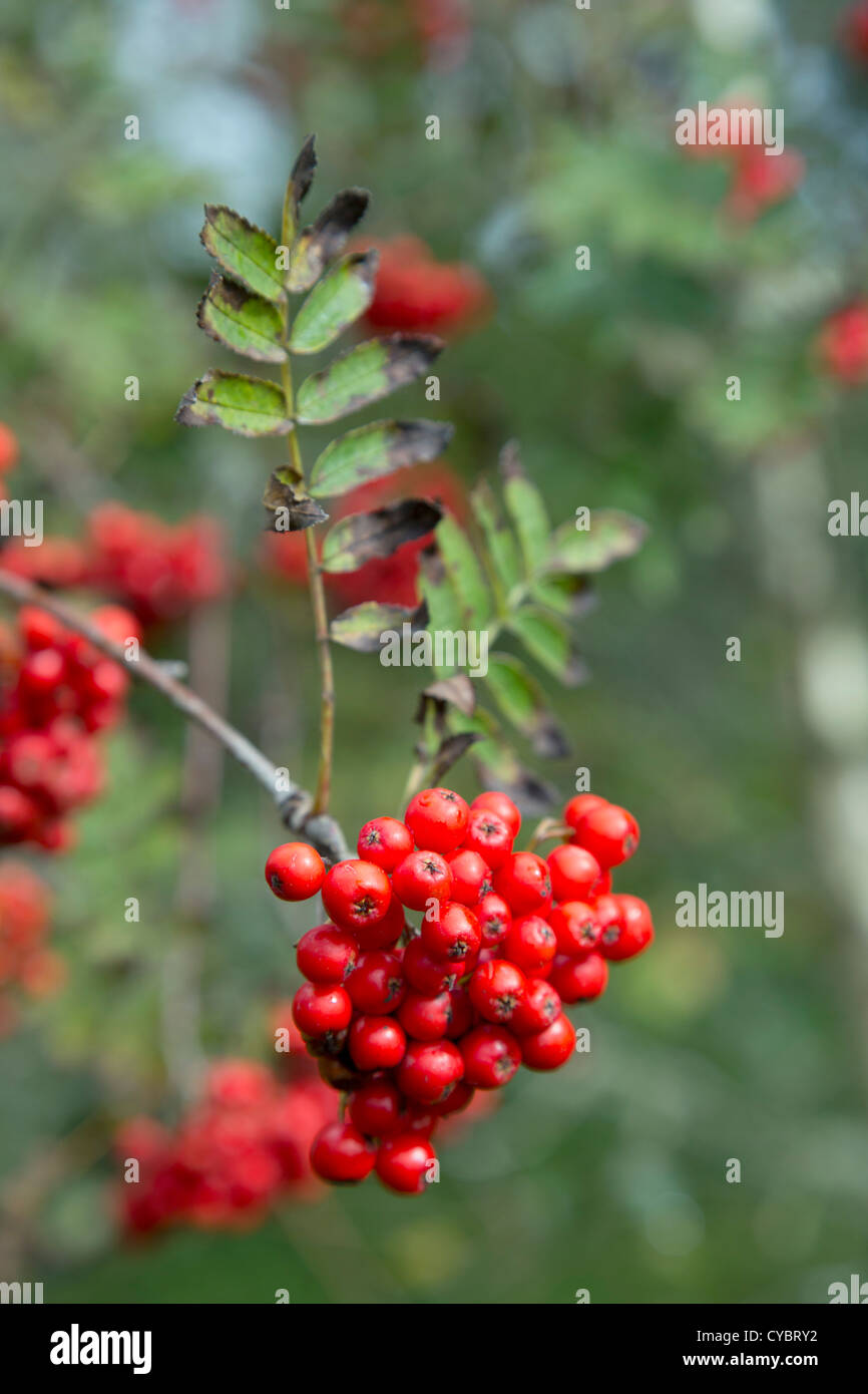 Rowan tree hi-res stock photography and images - Alamy