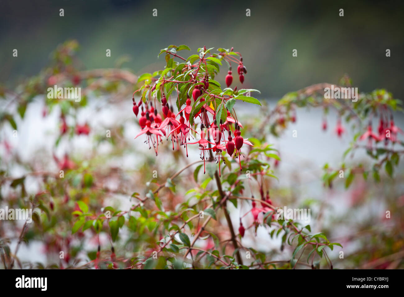 Fuchsia magellanica growing wild in west Cork, Ireland Stock Photo - Alamy