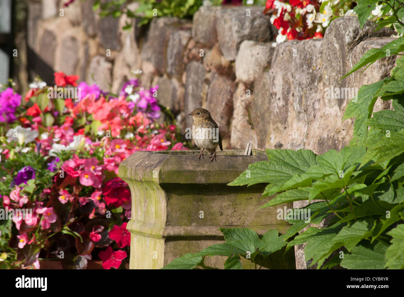 Robin in flowers hi-res stock photography and images - Alamy